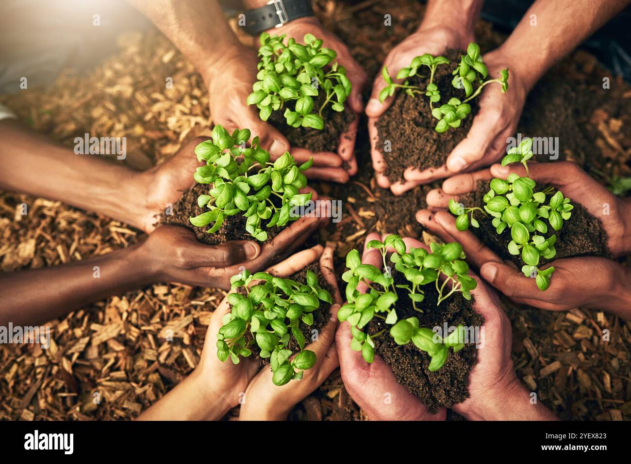 Palms, people and plants support in soil for earth day, environment ...
