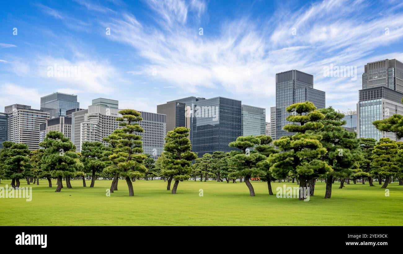 Cluster of ornamental pine trees in the grounds of the Imperail palace ...