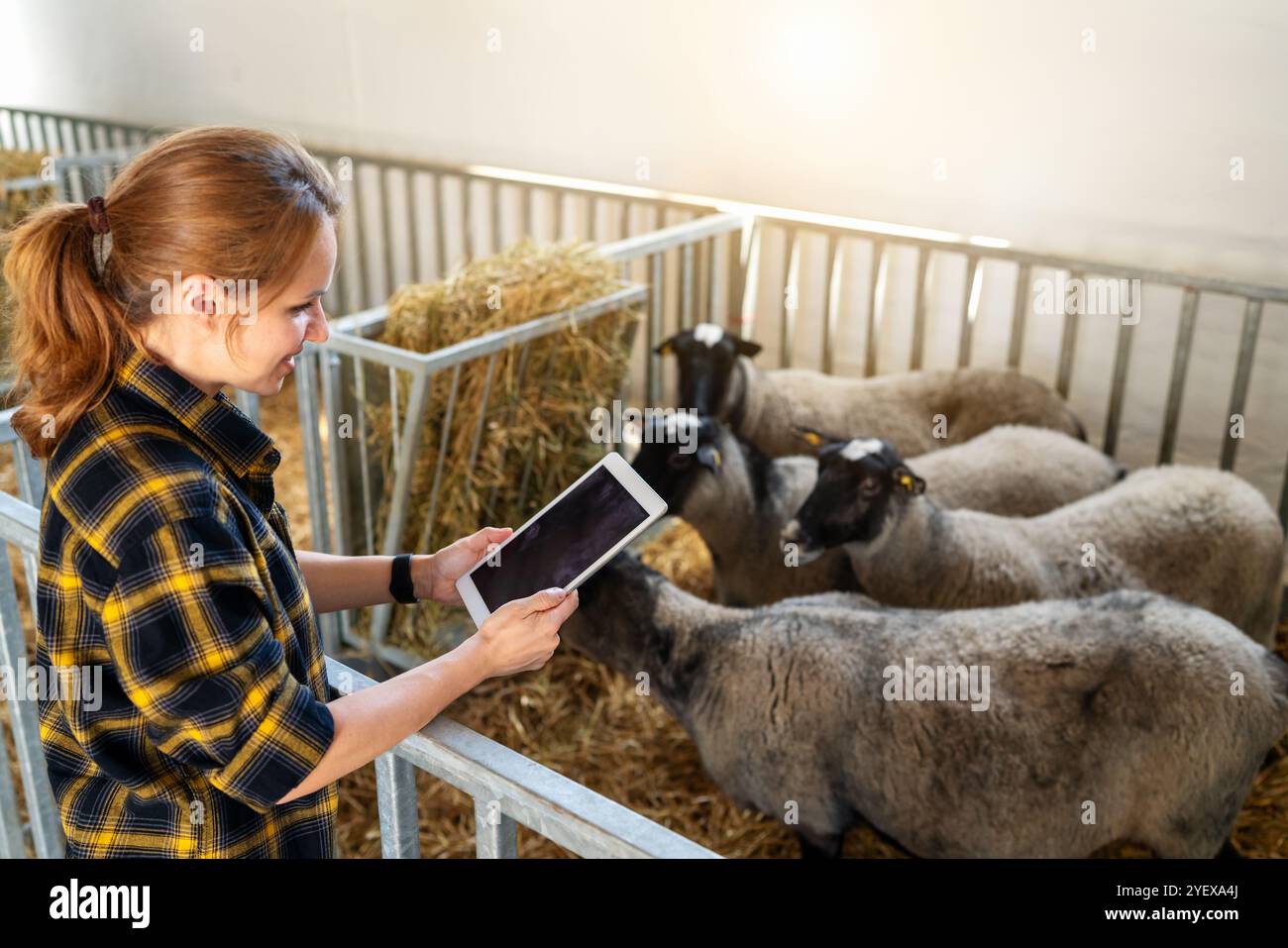 Female rancher utilizing a digital tablet to efficiently manage her ...
