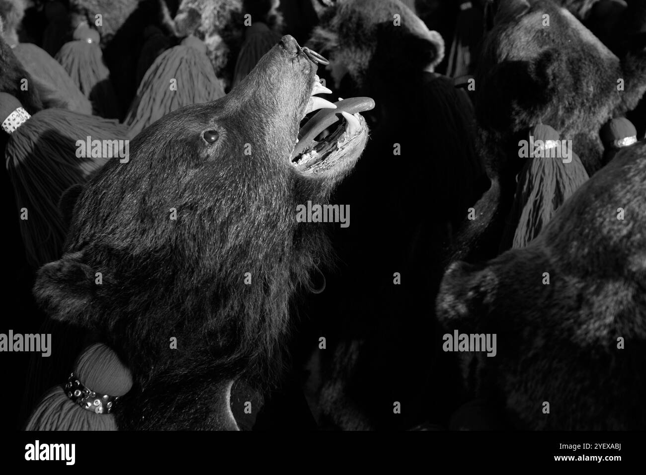 Comănești, Romania, December 2023: Local man dressed in bear fur ...