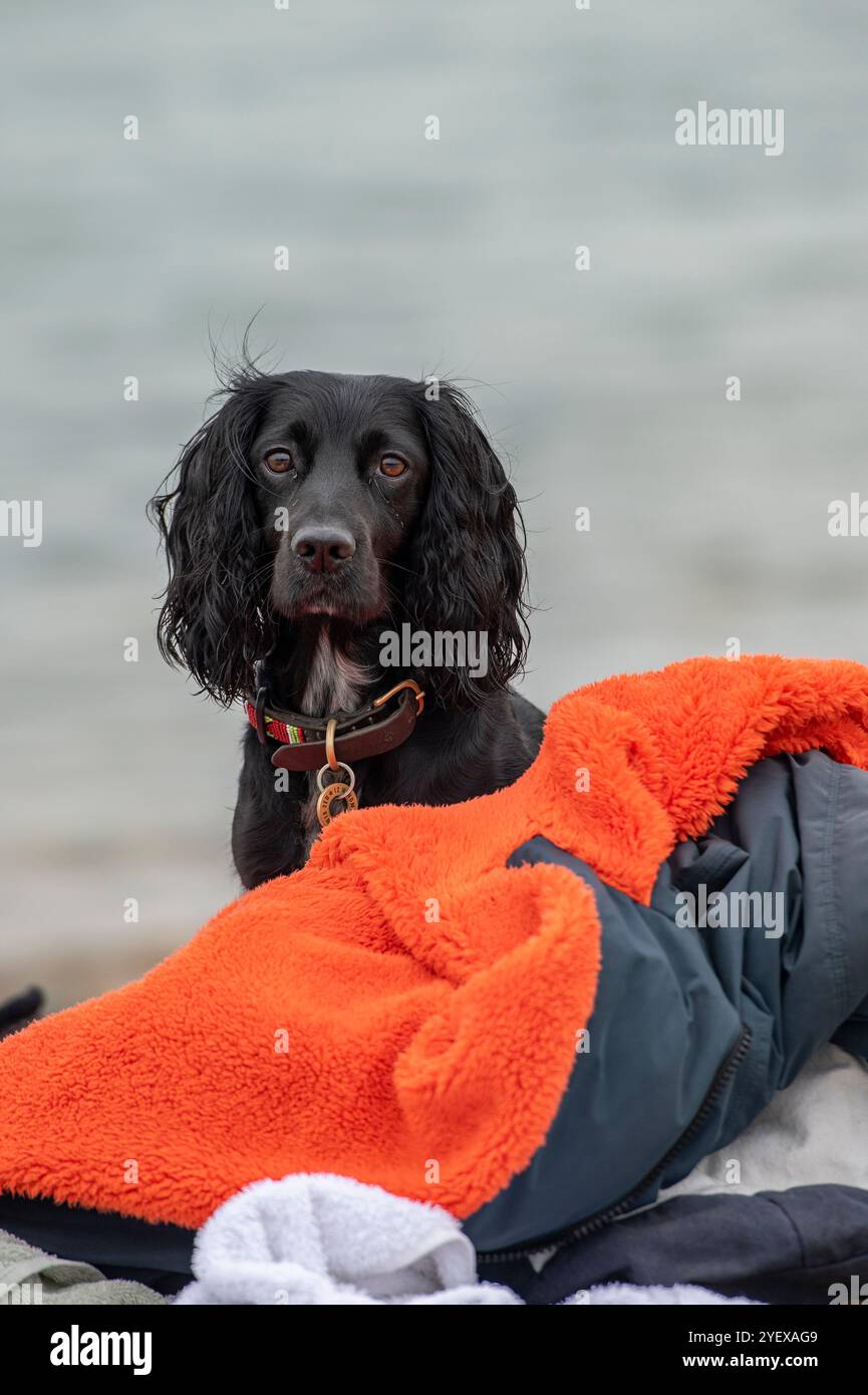 cute cocker spaniel dog looking over a pile of clothes on a beach Stock ...
