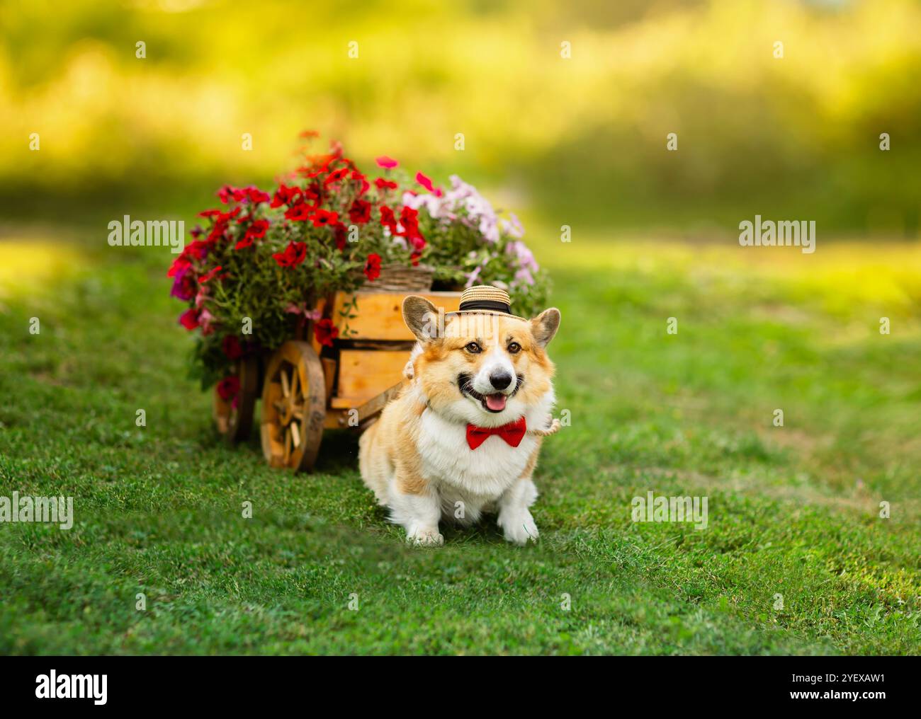 cute corgi dog pushing cart with flowers in summer sunny garden Stock ...
