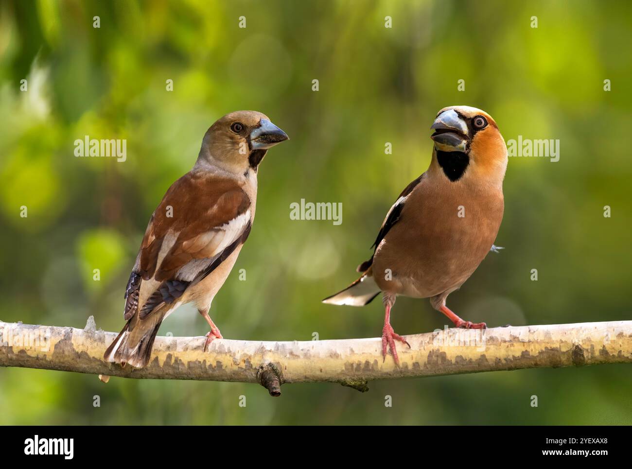 pair of hawfinch birds male and female sitting on branch in spring ...