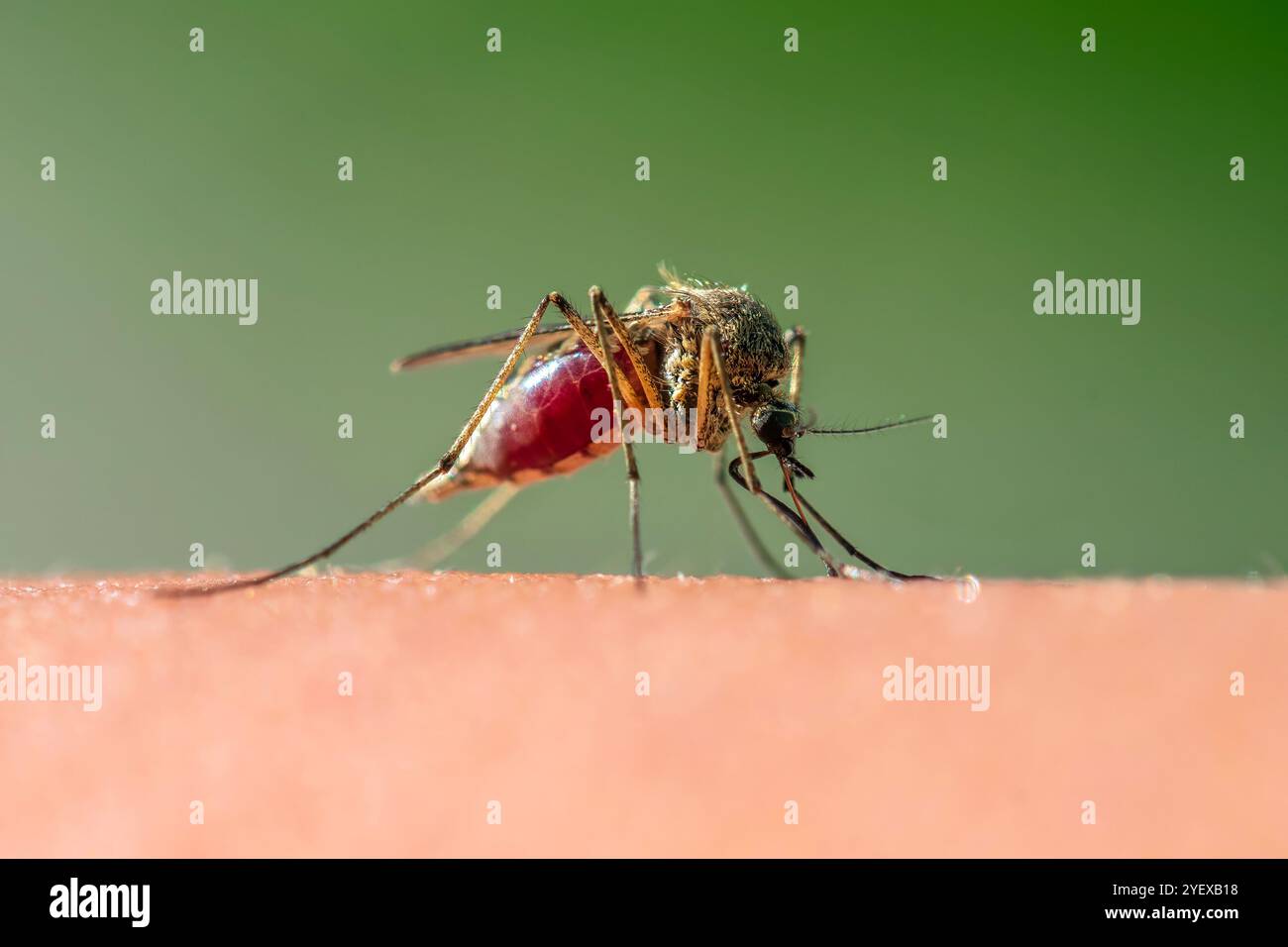 harmful insect mosquito sits on human skin and drinks blood Stock Photo ...
