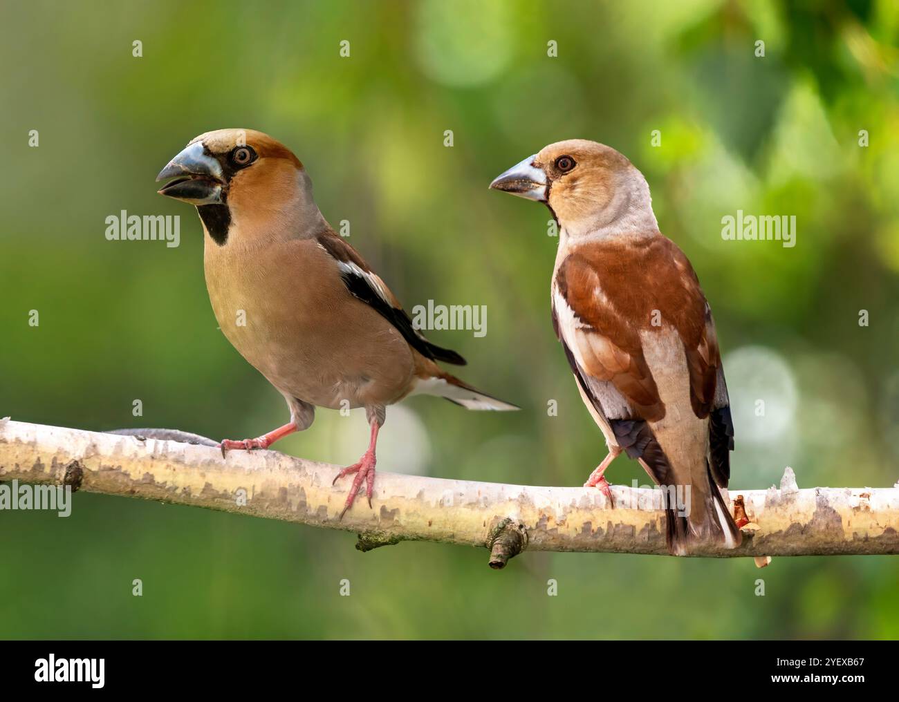 pair of hawfinch birds male and female sitting on branch in spring ...