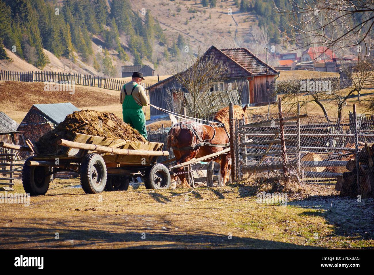 man carrying natural manure from dung in a horse-drawn cart Stock Photo ...