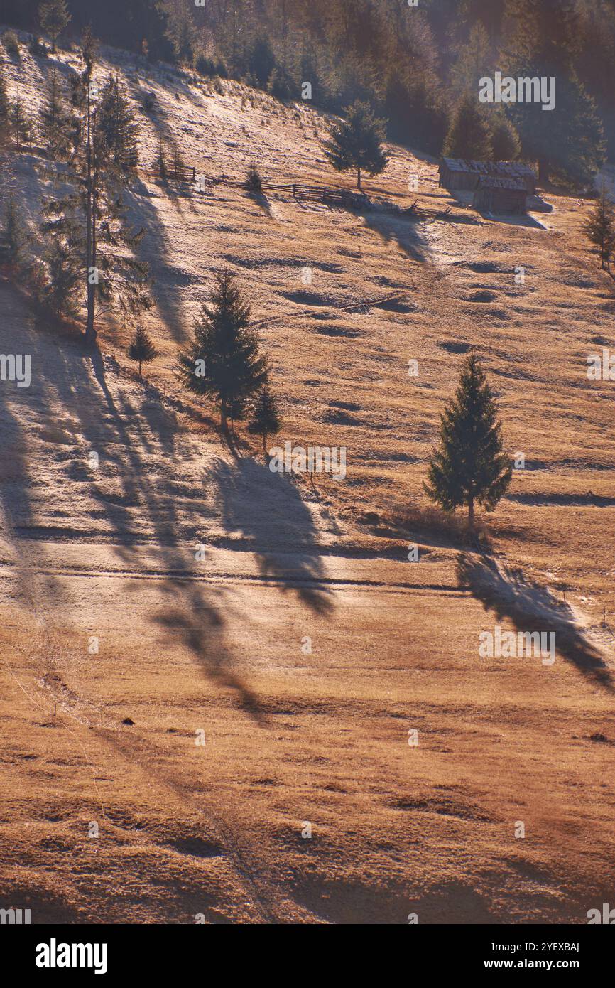 Copaci la munte hi-res stock photography and images - Alamy