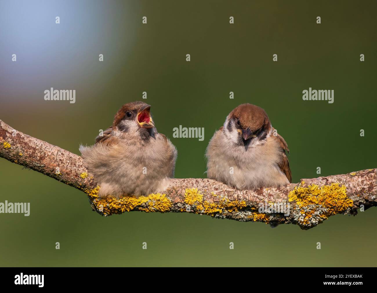 pair of cute baby birds sparrows sitting on a branch in a park in ...