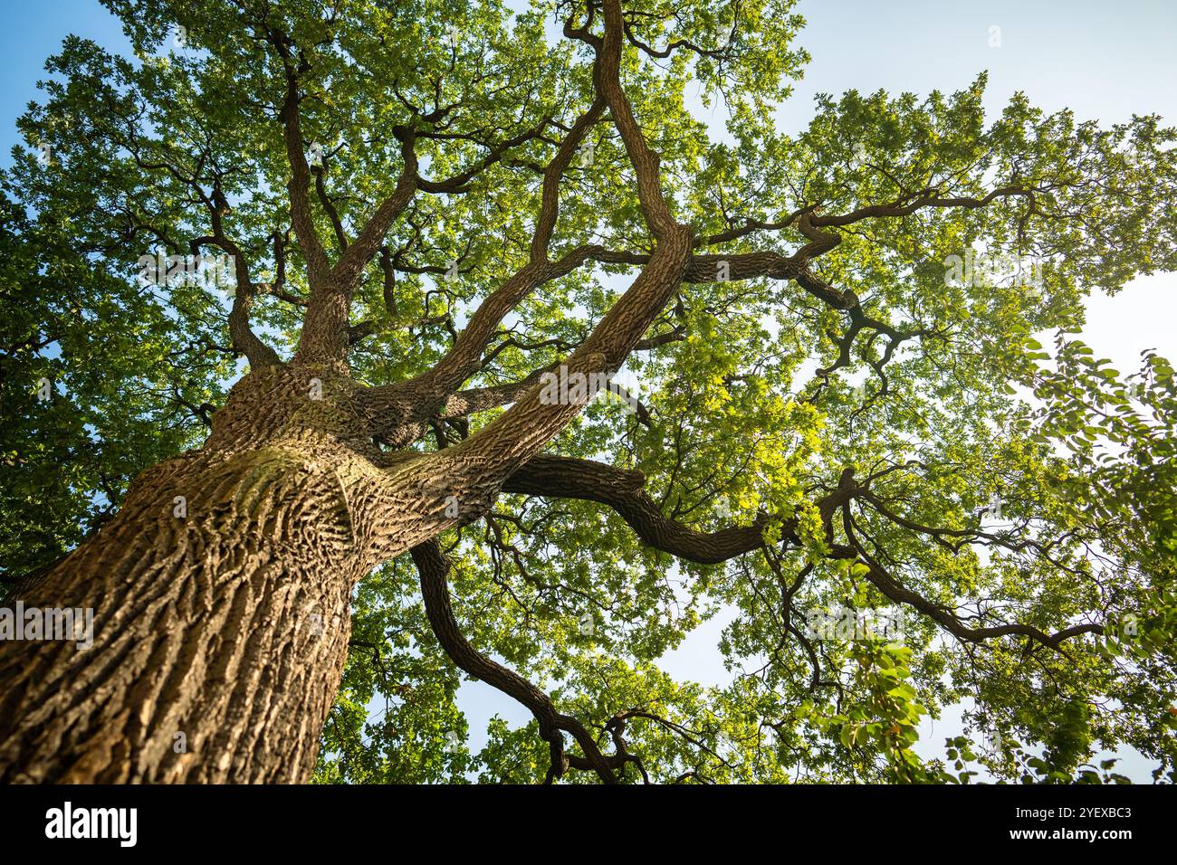 Majestic oak tree with branches, canopy in park. Towering trunk with ...