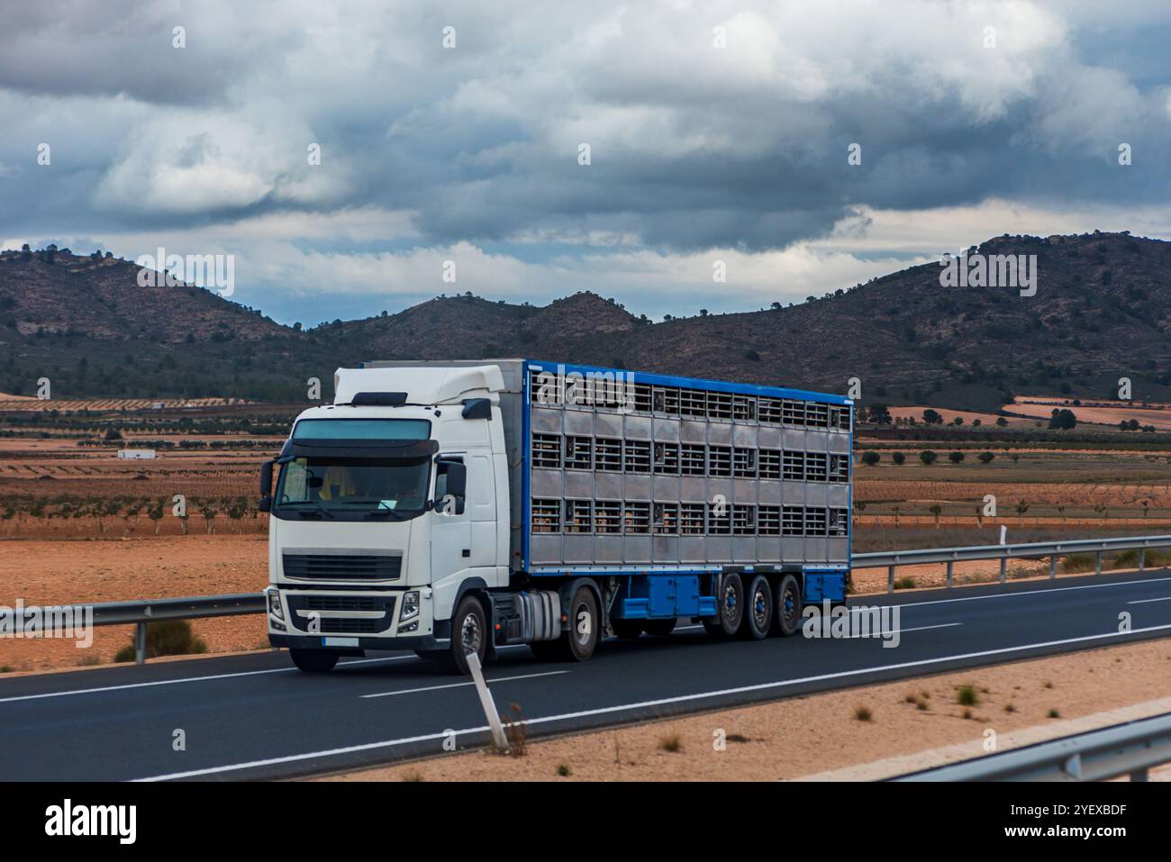 Truck with an empty cage semi-trailer for transporting livestock ...