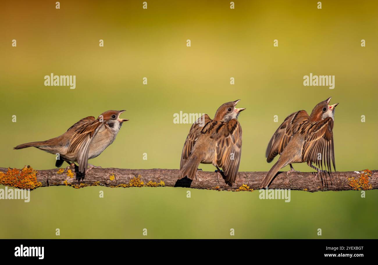 cute baby birds sparrows sitting on a branch in the park in the spring ...