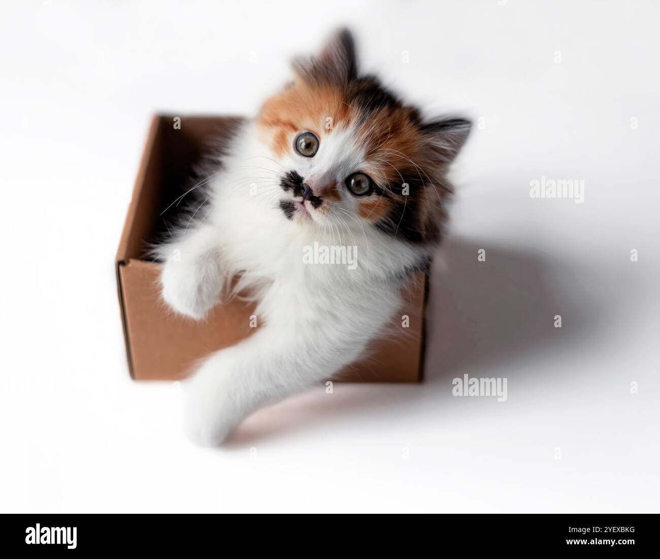 Little kitten out cardboard box hi-res stock photography and images - Alamy