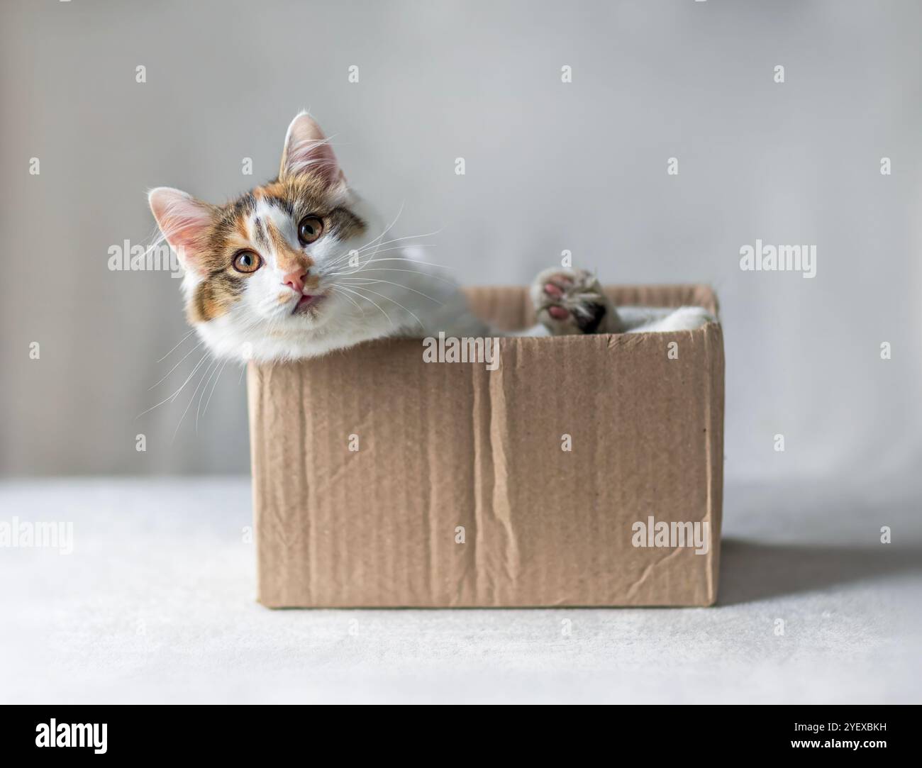 funny cat peeking out of small packaging box on white background Stock ...