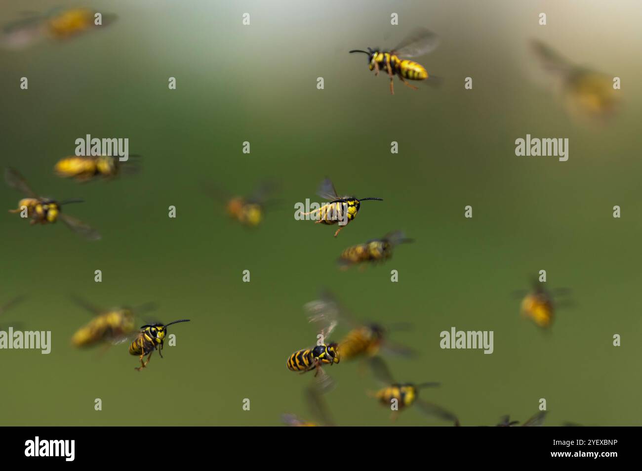 Dangerous to insects hi-res stock photography and images - Alamy