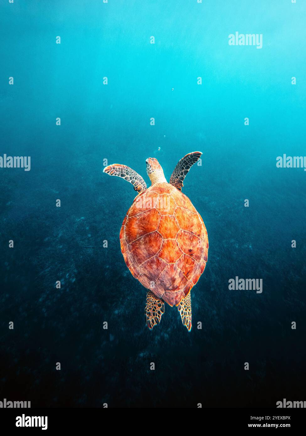 Sea Turtle Swimming Gracefully Underwater, Showcasing Its Beautiful ...