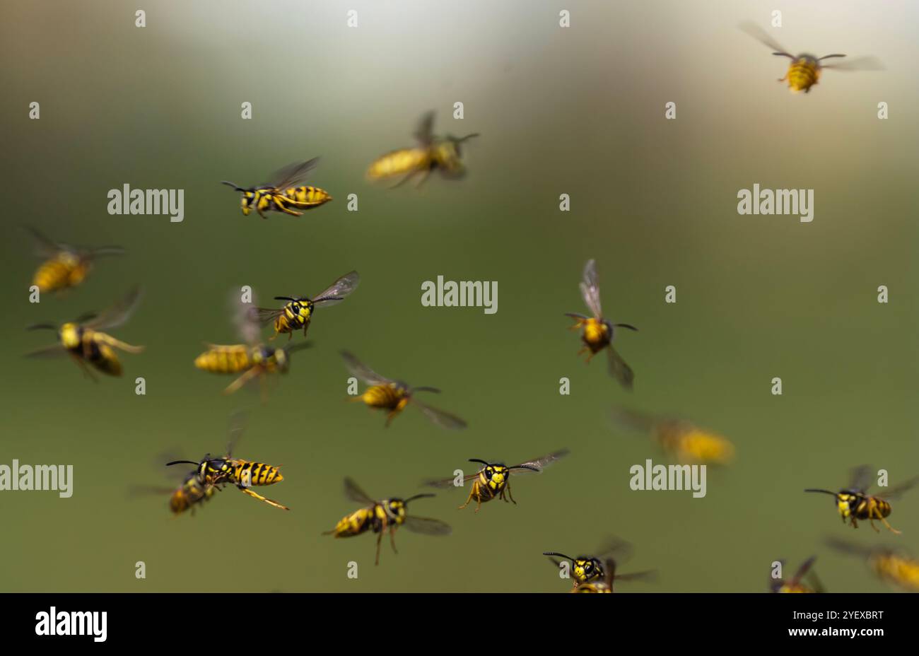 Dangerous to insects hi-res stock photography and images - Alamy