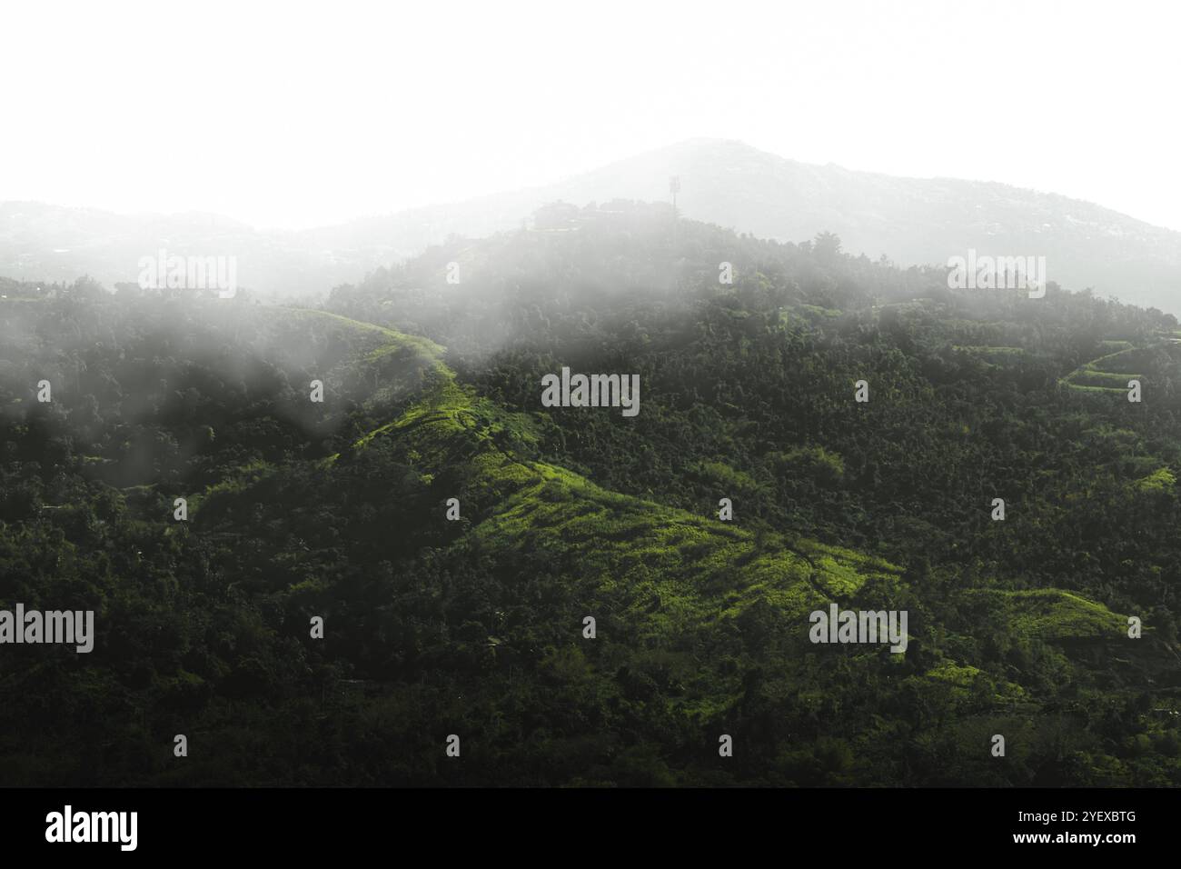 Soft vegetation create hi-res stock photography and images - Alamy