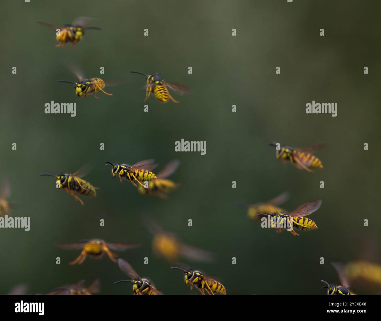 swarm of dangerous insects wasps flying in summer garden Stock Photo ...
