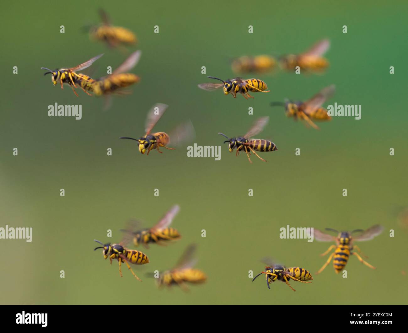 swarm of dangerous insects wasps flying in summer garden Stock Photo ...