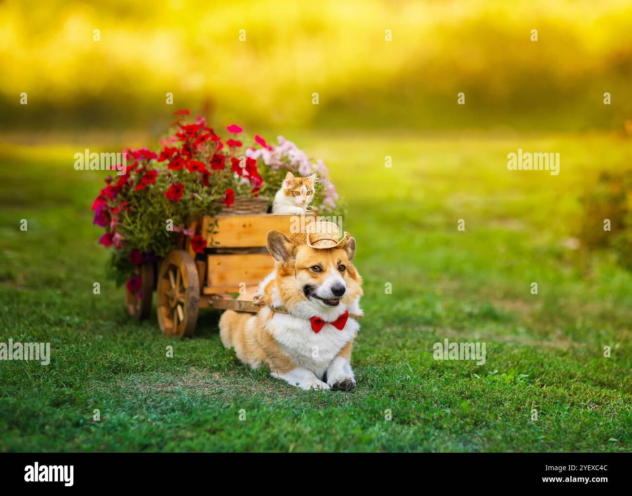 cute corgi dog pushing cart with colorful flowers and kittens in spring ...
