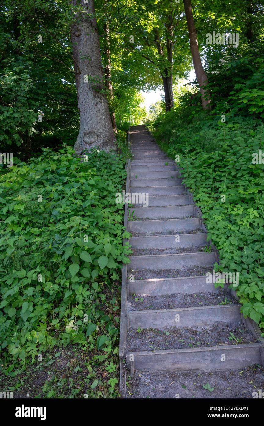 A series of wooden steps leads up a gentle slope, enveloped by lush ...