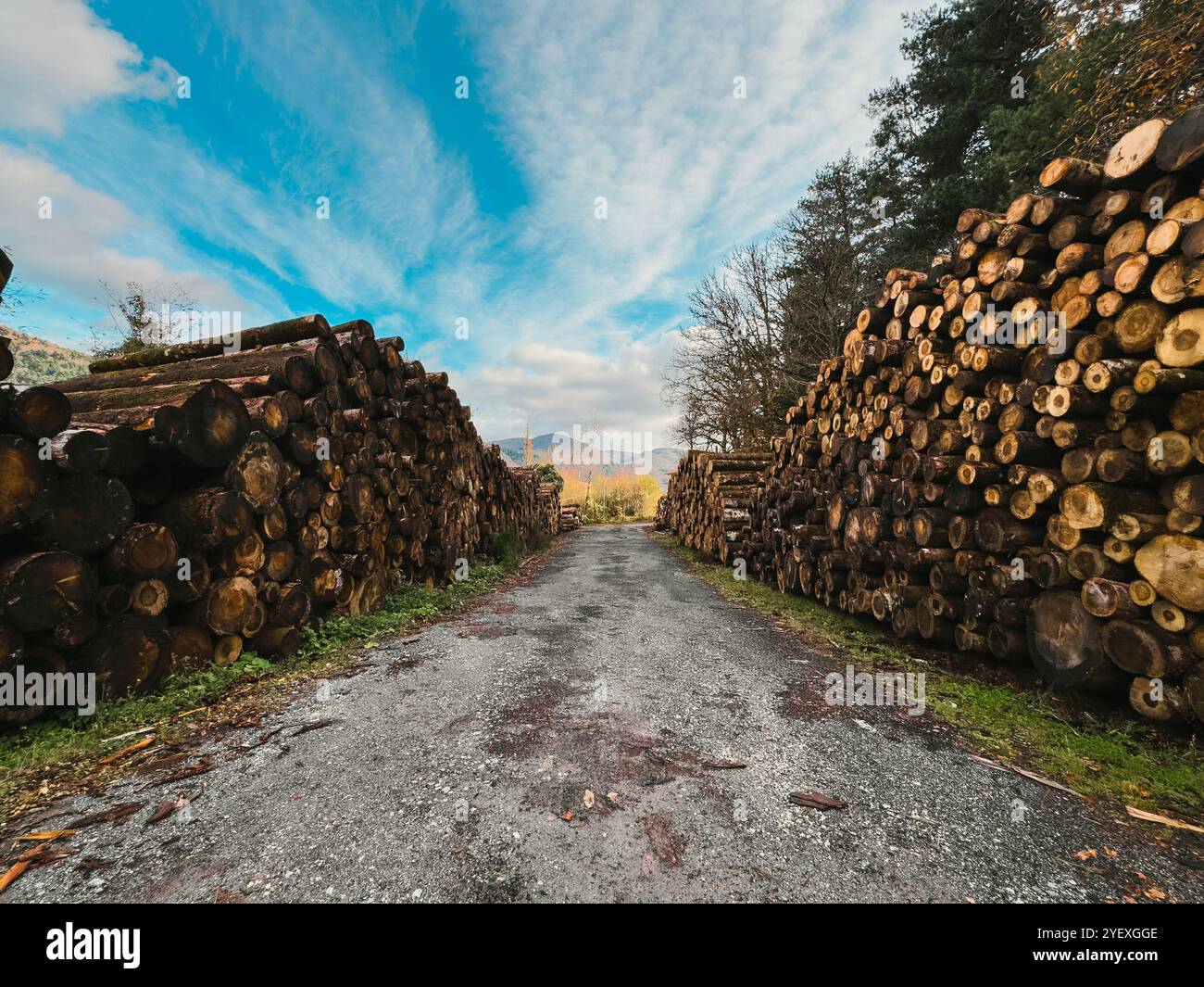 Freshly cut logs stacked hi-res stock photography and images - Alamy