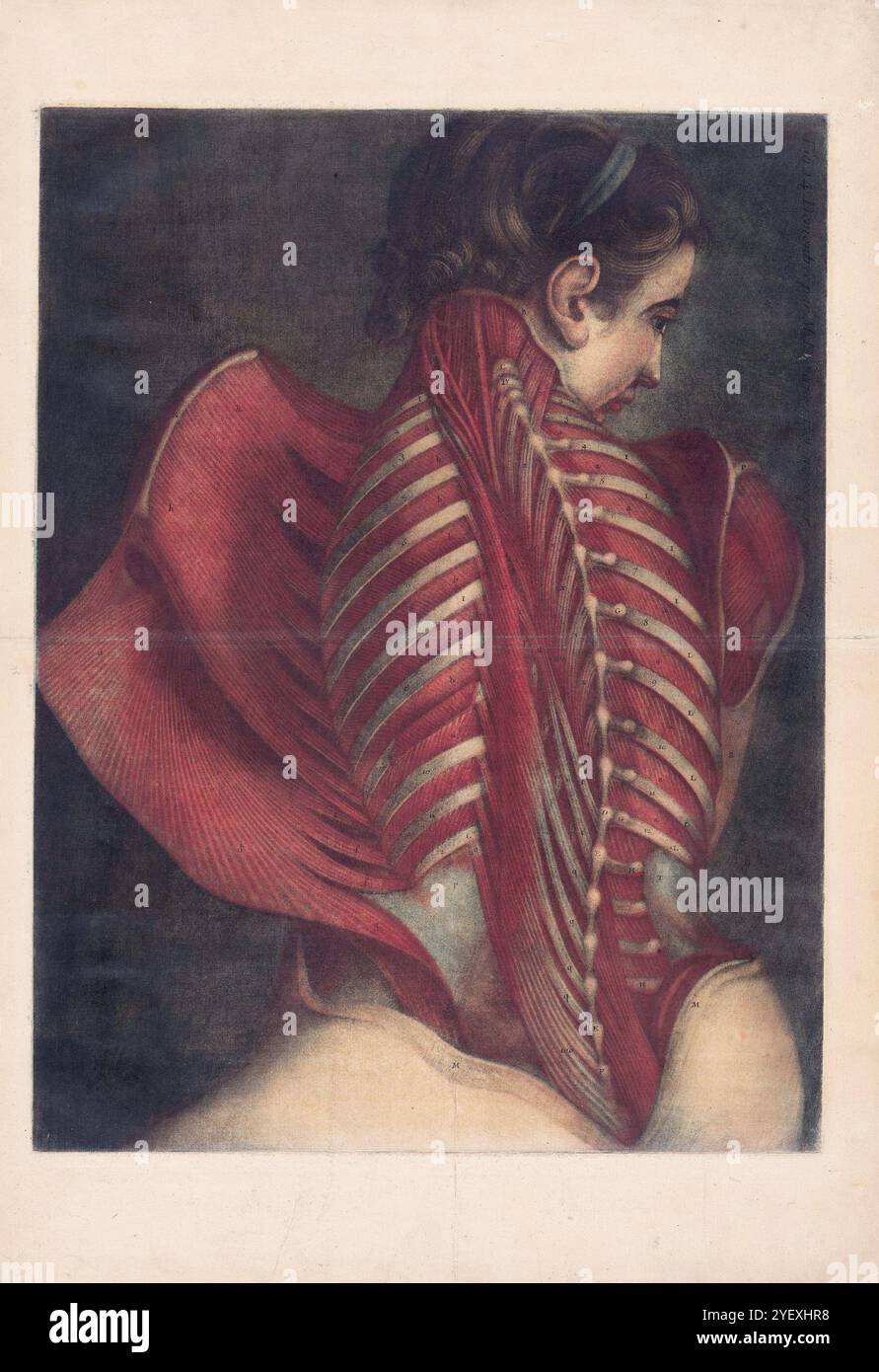 Jacques-Fabien Gautier-Dagoty, Muscles of the Back, (Anatomical Study ...