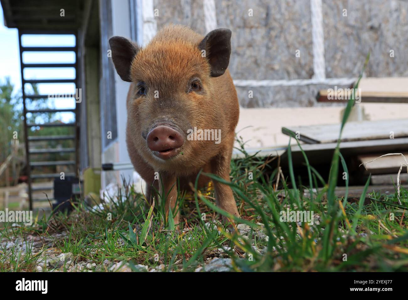 Pot bellied pig outside hi-res stock photography and images - Alamy