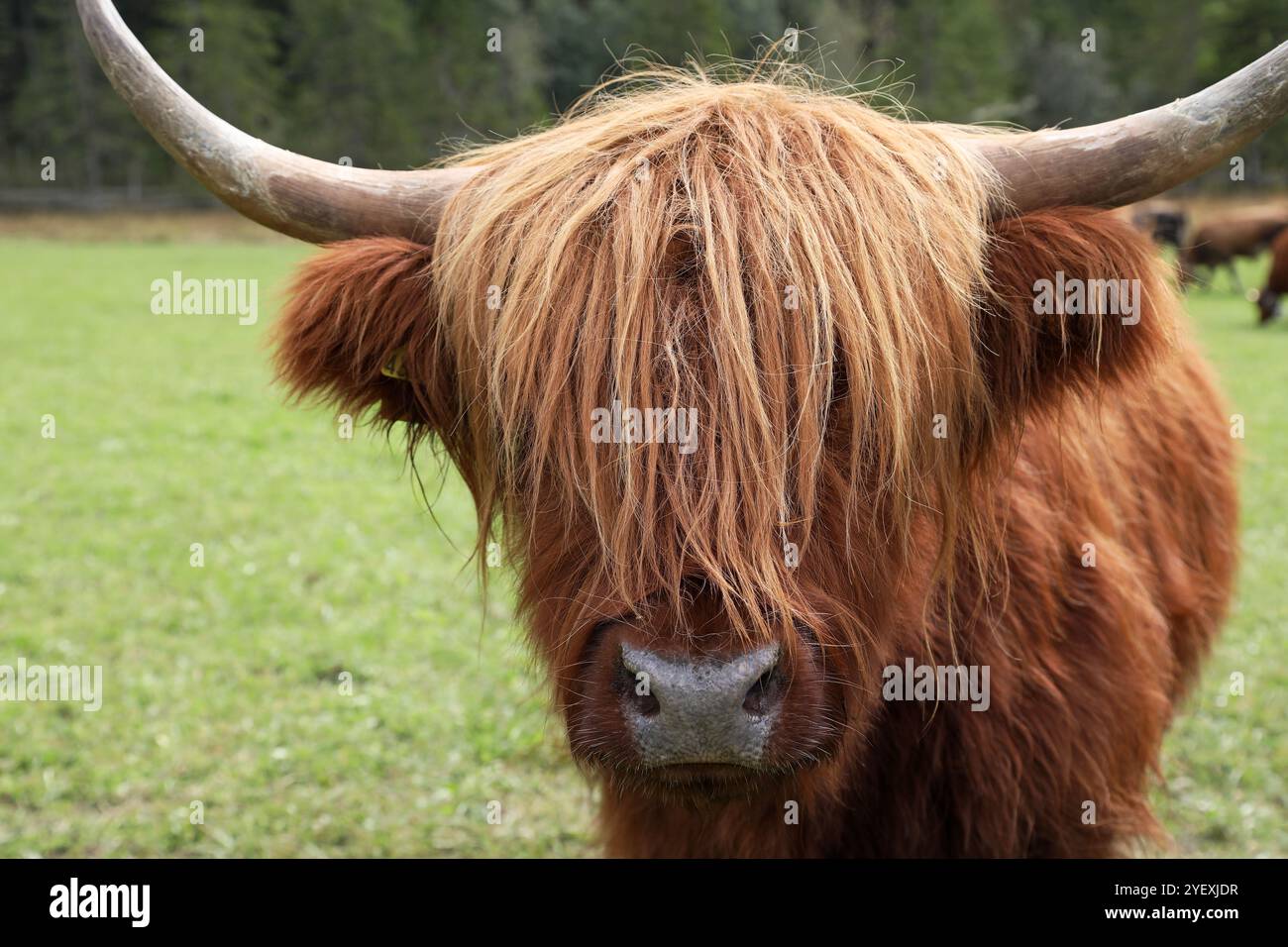 Longhair scottish cattle hi-res stock photography and images - Alamy
