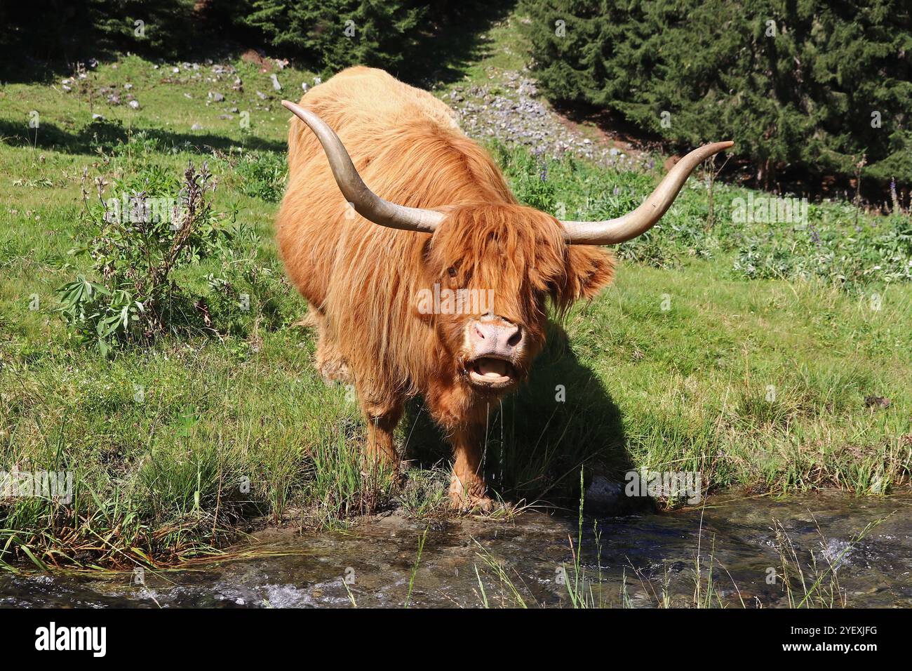 Red scottish highland cow hi-res stock photography and images - Alamy