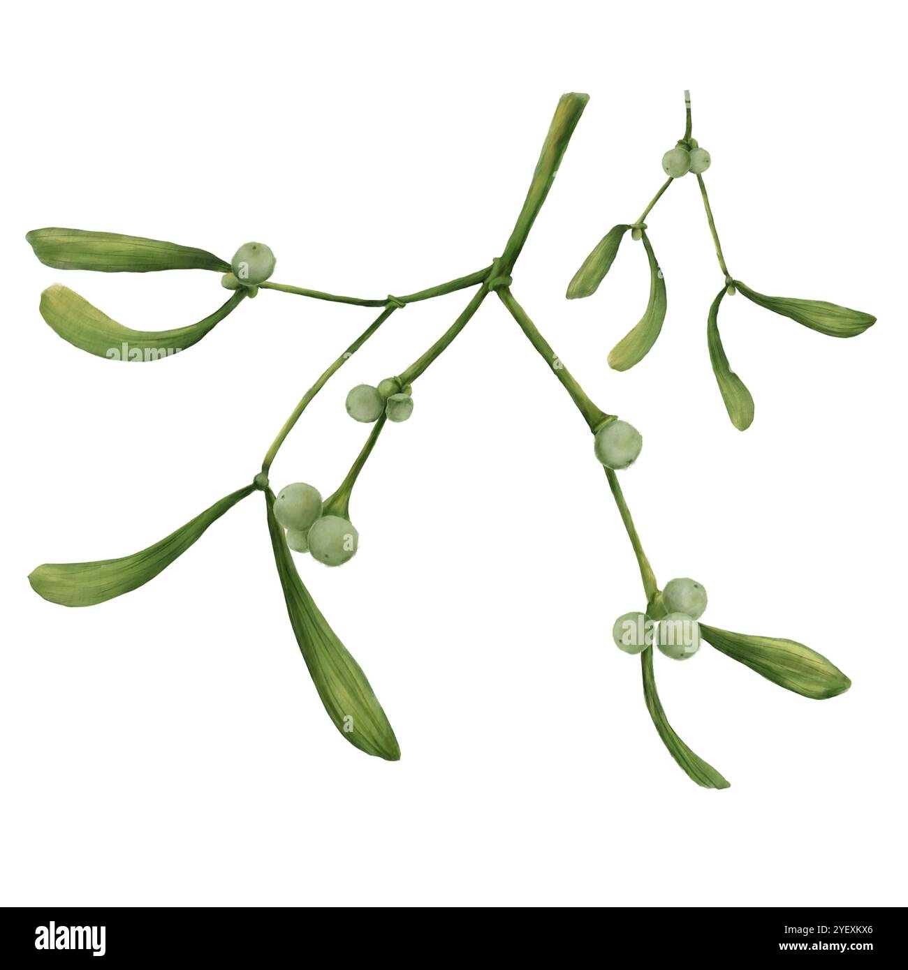 Mistletoe branch with graceful leaves. Watercolor digital illustration ...