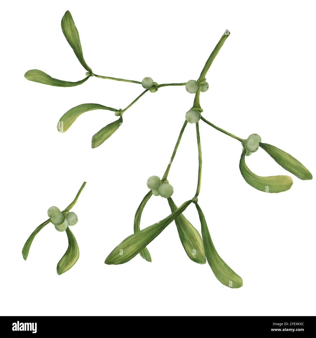 Mistletoe branch with graceful leaves. Watercolor digital illustration ...