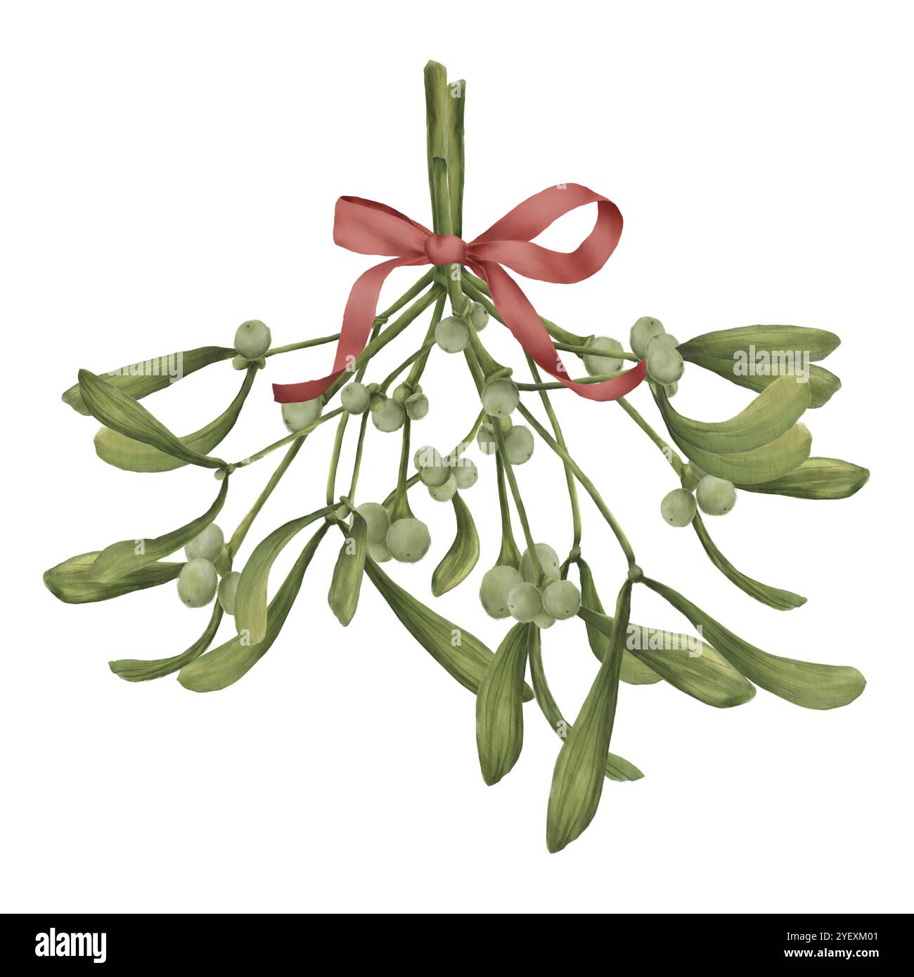 Bouquet of mistletoe with a red bow. Watercolor illustration in digital ...