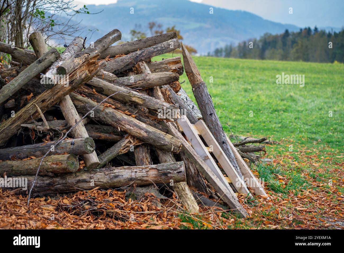 A pile of logs from cut trees lie near the house against the backdrop ...