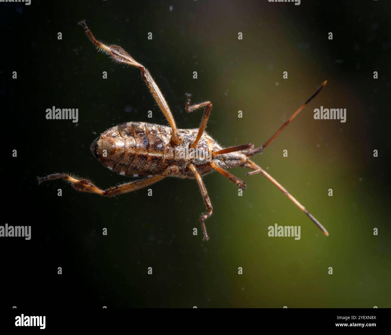 Segmentierter hi-res stock photography and images - Alamy