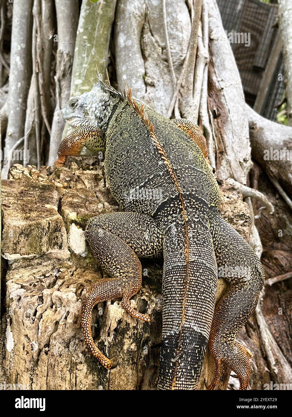 The back of an invasive green iguana as it warms itself while resting ...