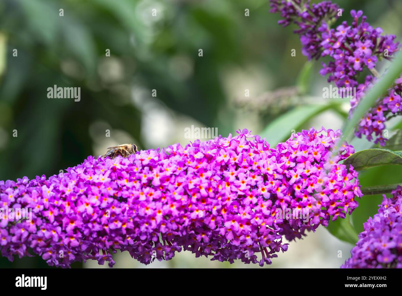 Bee on a purple butterfly-bush or Buddleja davidii in summer, close up ...