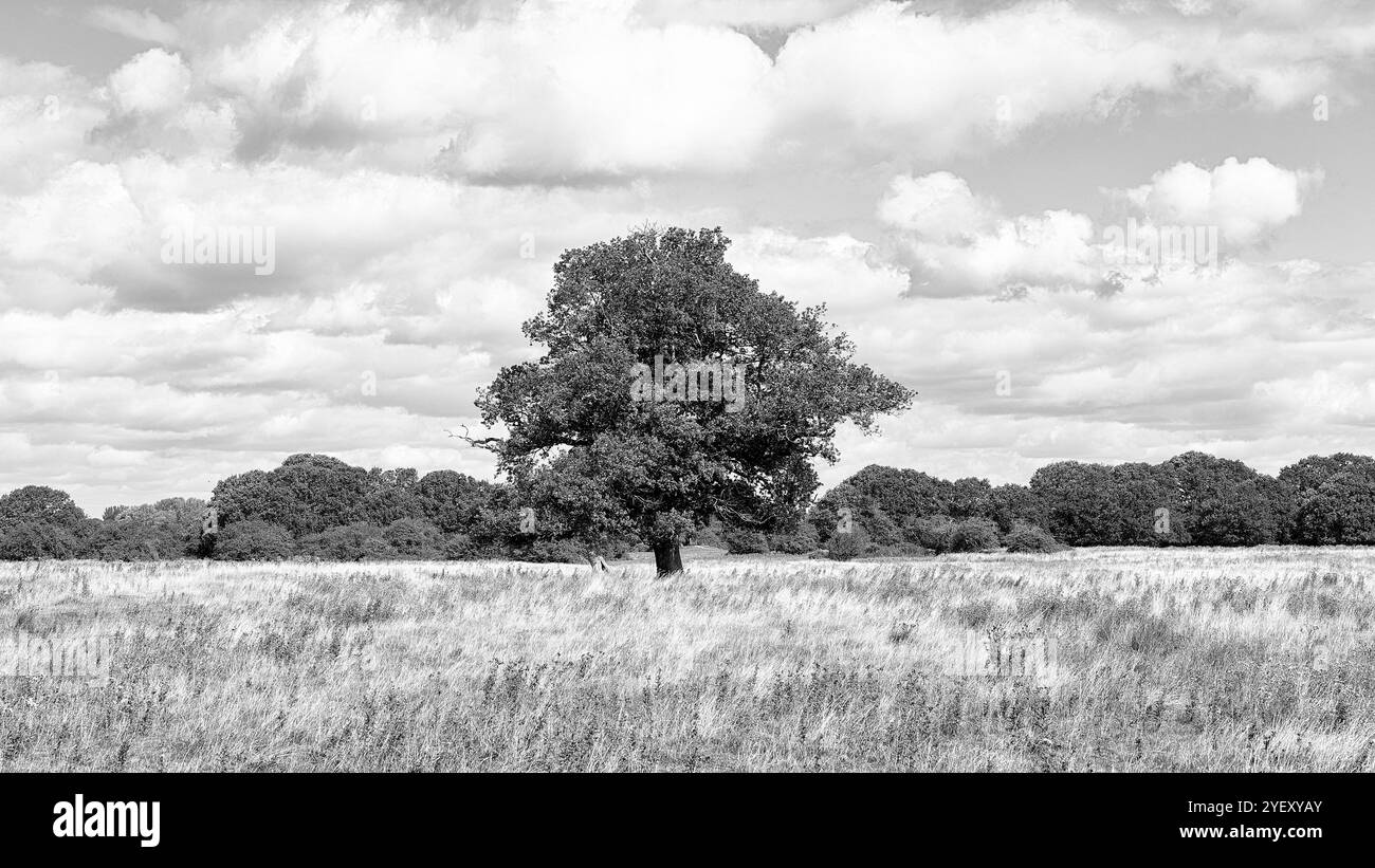 Dramatic sky meadow Black and White Stock Photos & Images - Alamy