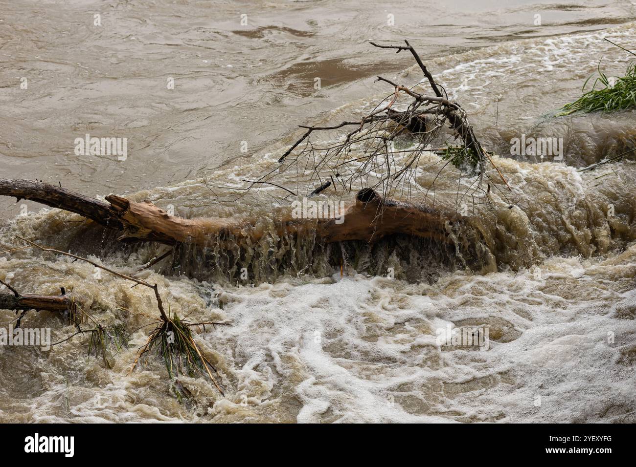 Driftwood and debris carried by powerful water flow in a swollen river ...