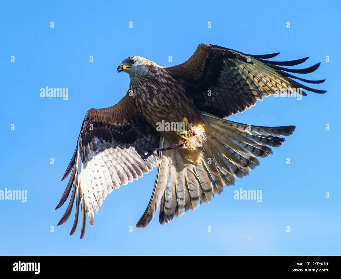 Red Kite, Milvus milvus, bird in flight Stock Photo - Alamy