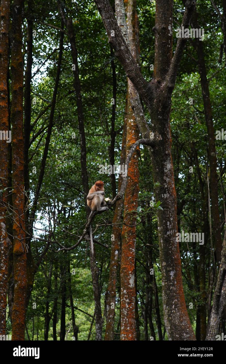 proboscis monkey in mangrove forest conservation area Stock Photo - Alamy