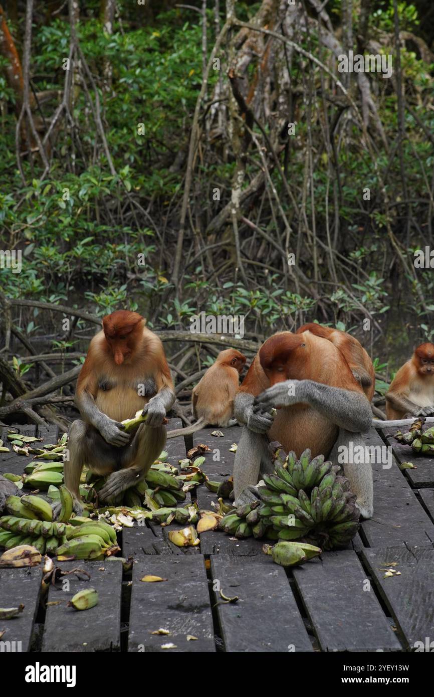 proboscis monkey in mangrove forest conservation area Stock Photo - Alamy