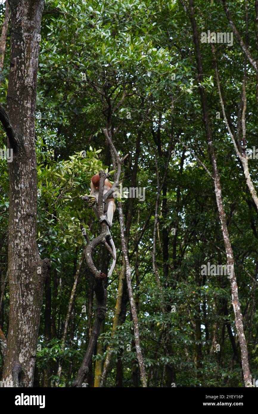 proboscis monkey in mangrove forest conservation area Stock Photo - Alamy