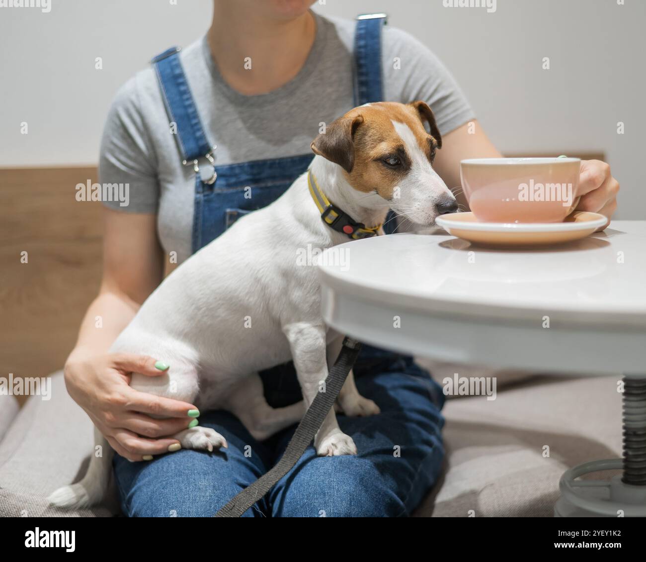 Jack Russell sits on the lap of the hostess in a cafe. Woman drinking ...
