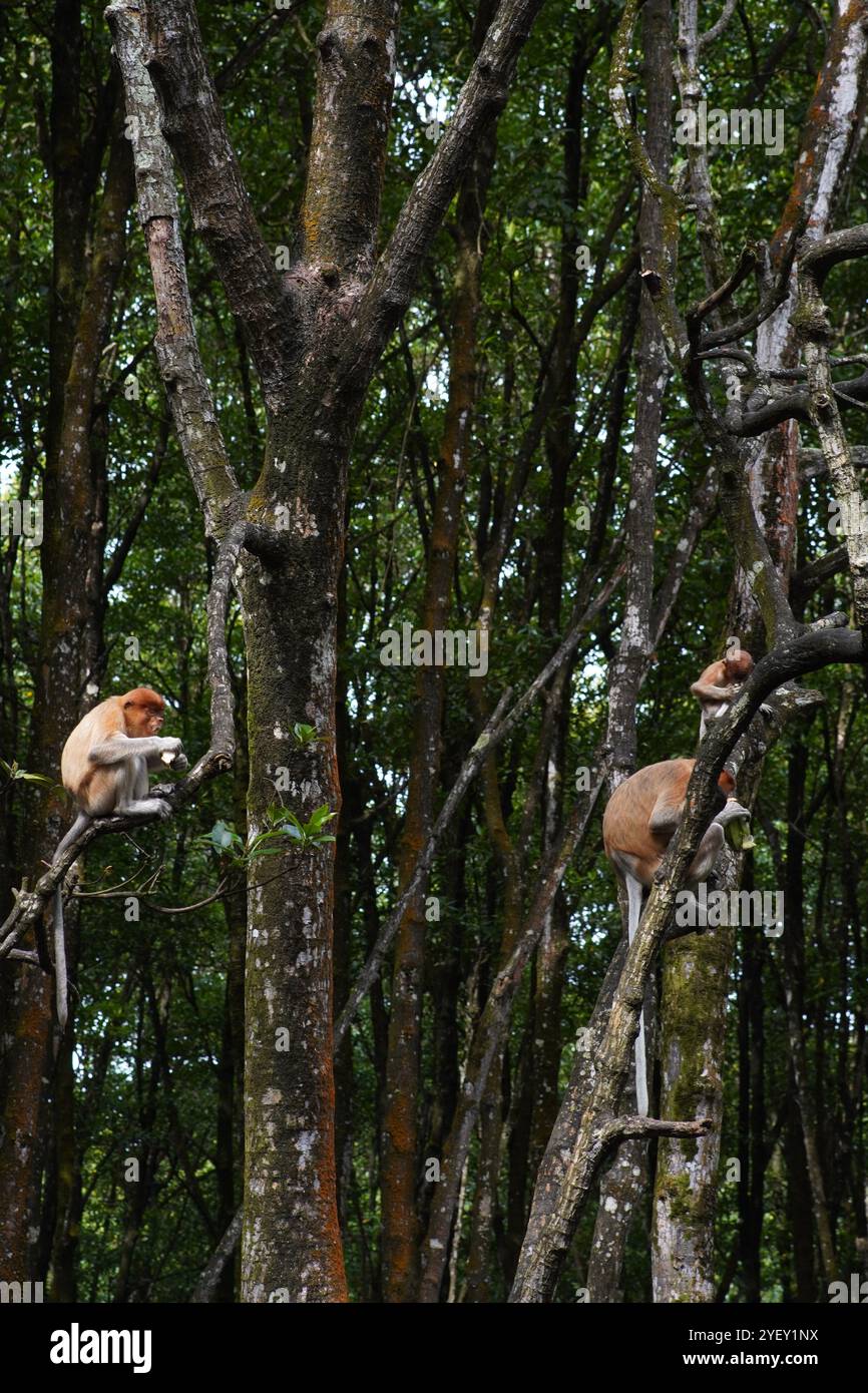 proboscis monkey in mangrove forest conservation area Stock Photo - Alamy