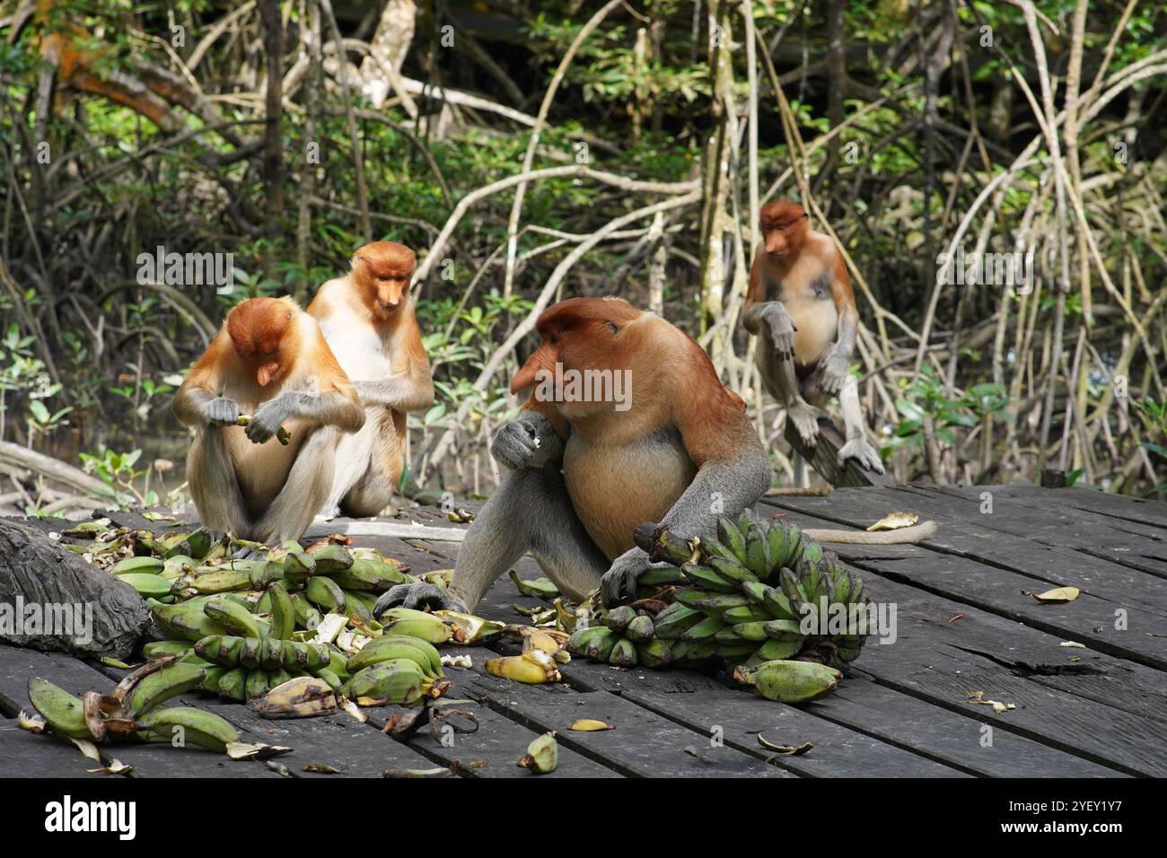 proboscis monkey in mangrove forest conservation area Stock Photo - Alamy