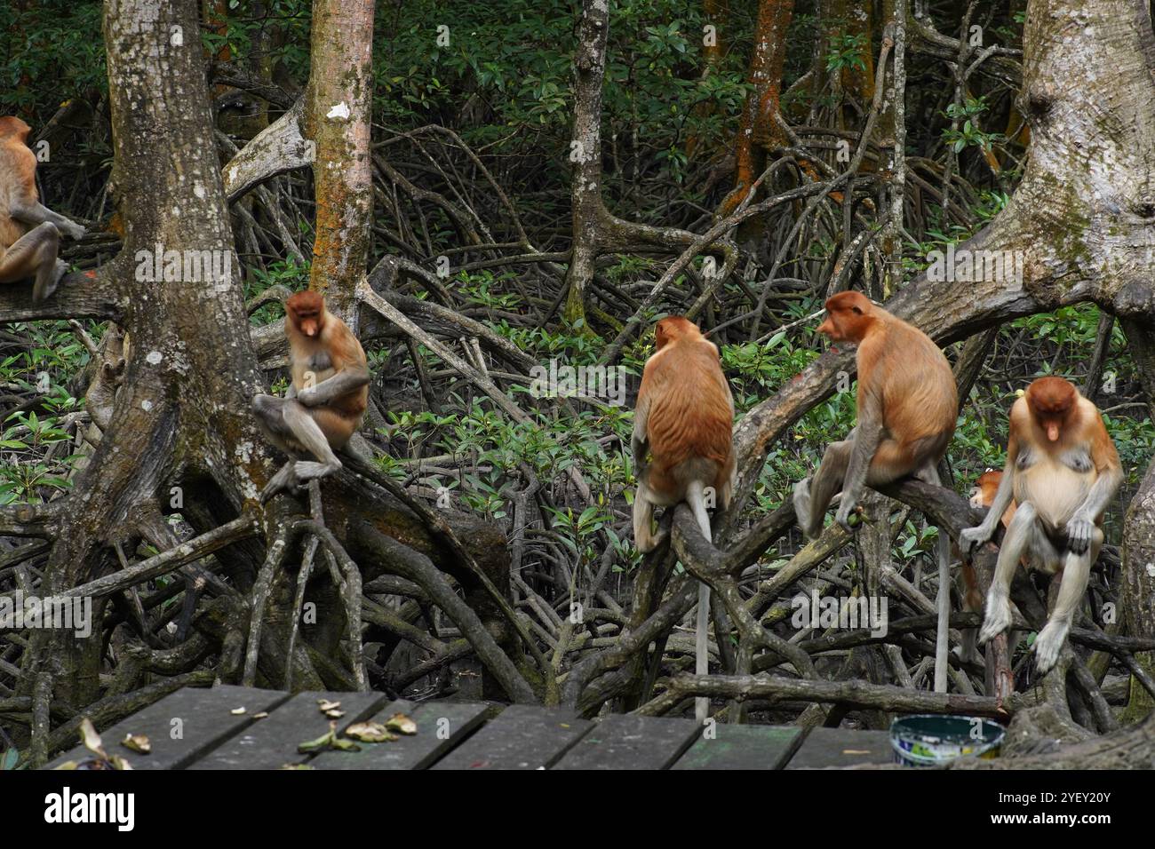 proboscis monkey in mangrove forest conservation area Stock Photo - Alamy
