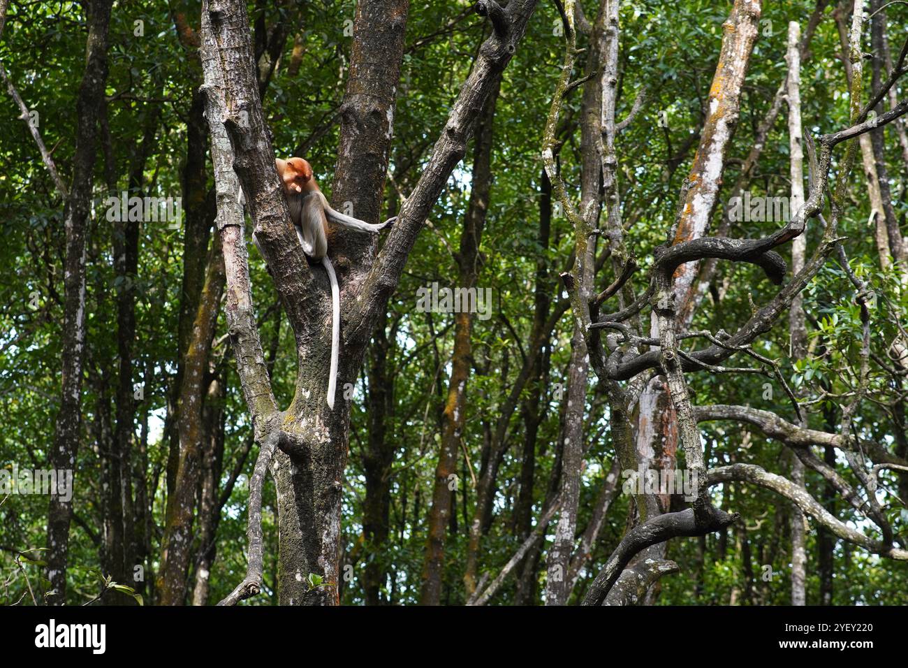 proboscis monkey in mangrove forest conservation area Stock Photo - Alamy