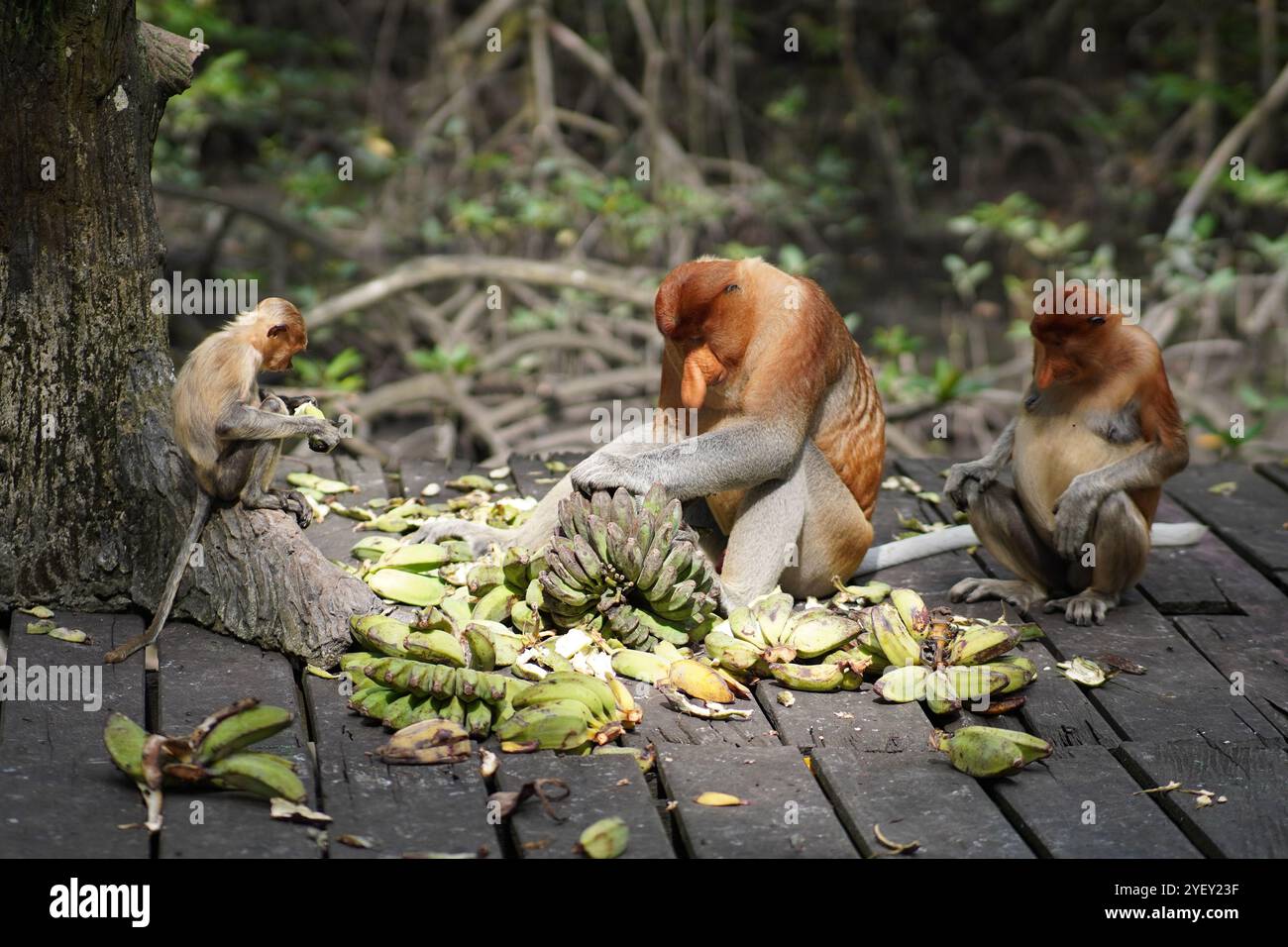 proboscis monkey in mangrove forest conservation area Stock Photo - Alamy