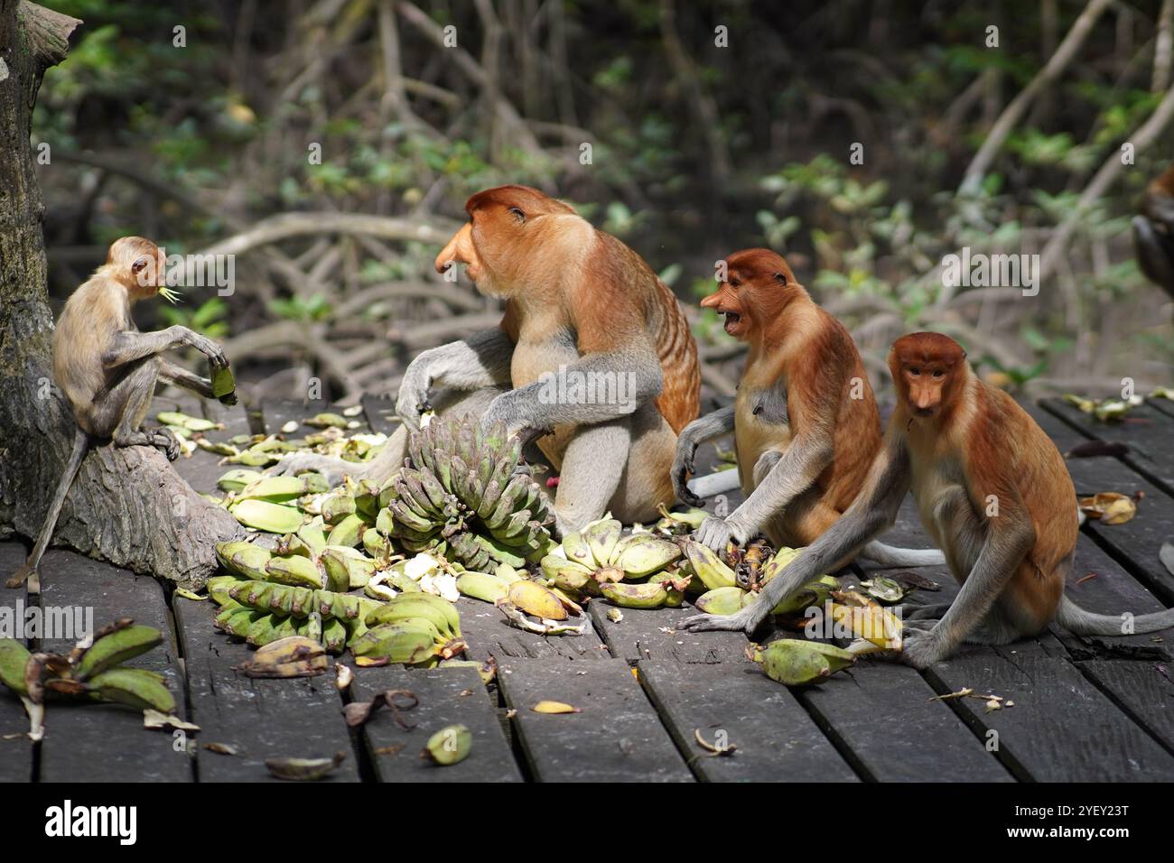 proboscis monkey in mangrove forest conservation area Stock Photo - Alamy